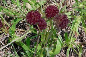 Sunflowers are the happiest of flowers